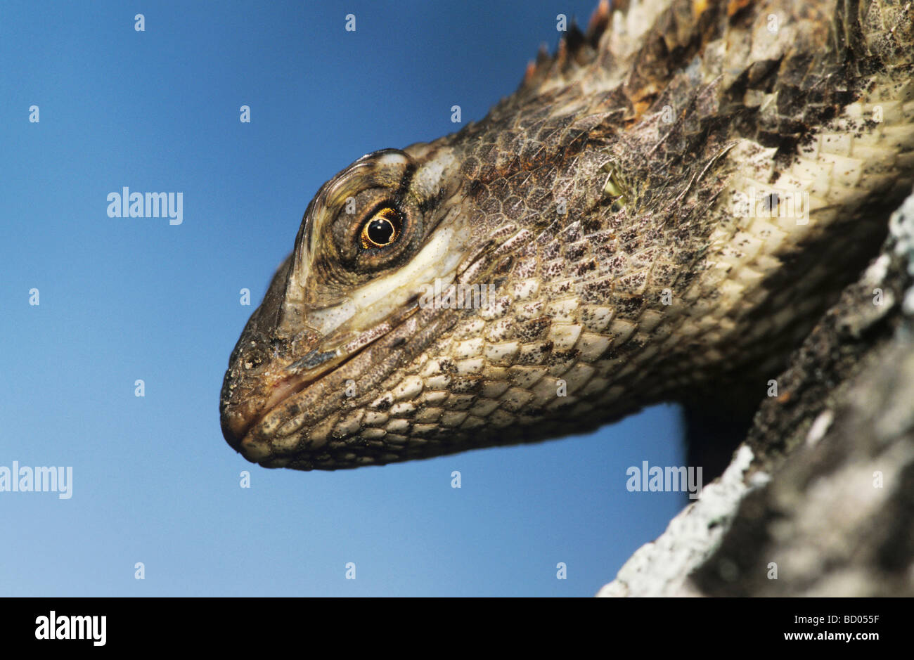 Texas Spiny Lizard Sceloperus olivaceus adult on Mesquite tree bark ...