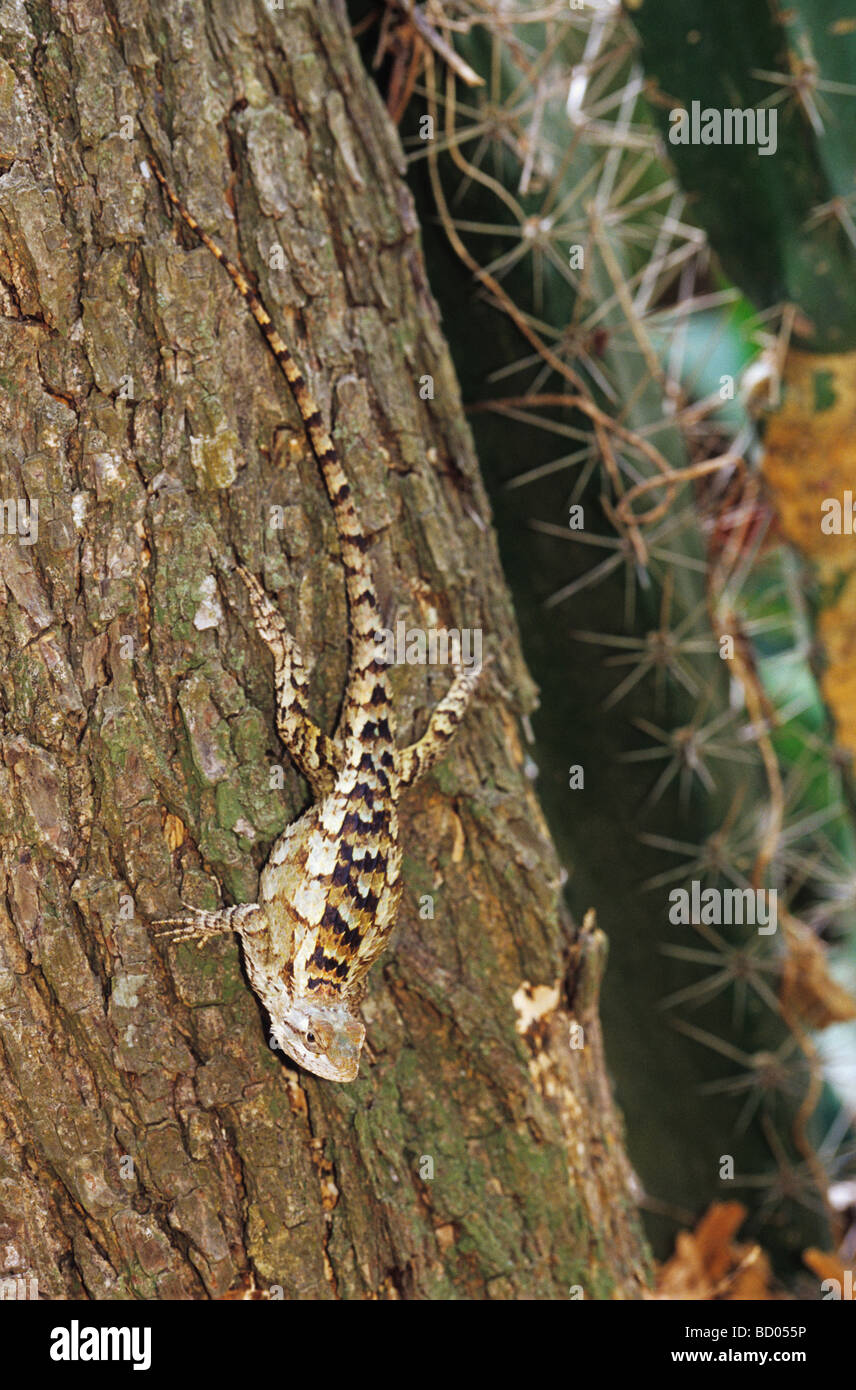 Mesquite tree bark hi-res stock photography and images - Alamy