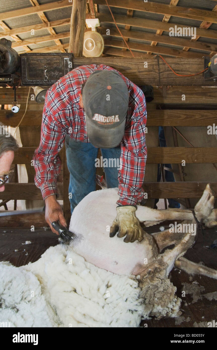 Texan sheep hi-res stock photography and images - Alamy