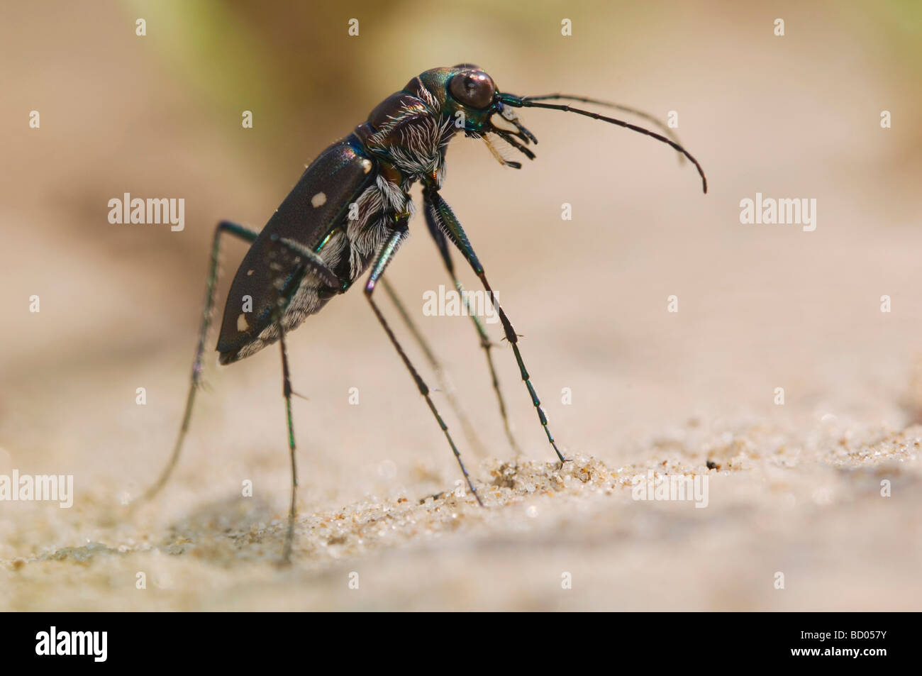 Beach beetles hi-res stock photography and images - Alamy