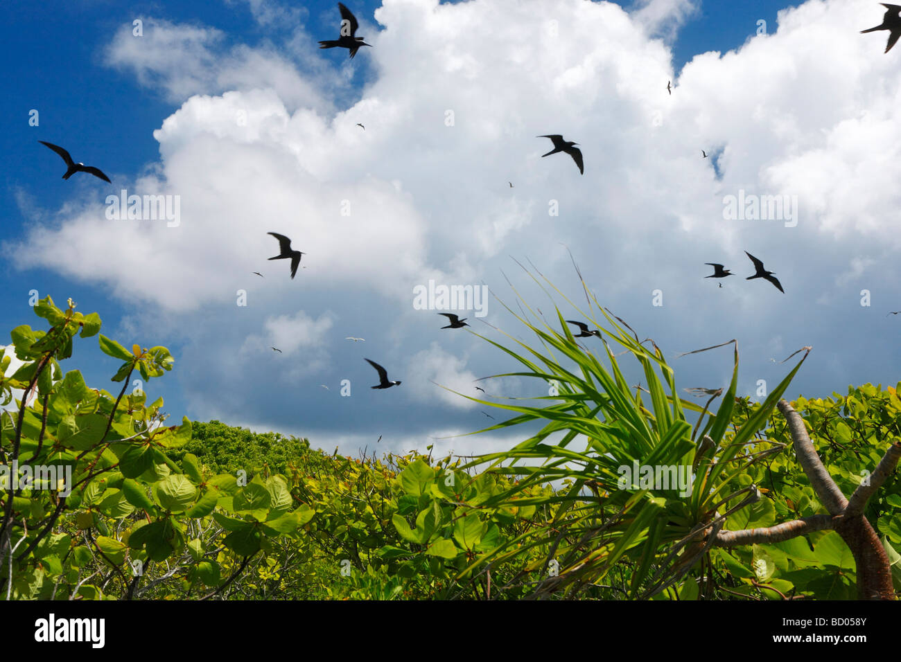 Laguna de la polinesia francesa hi-res stock photography and images - Alamy