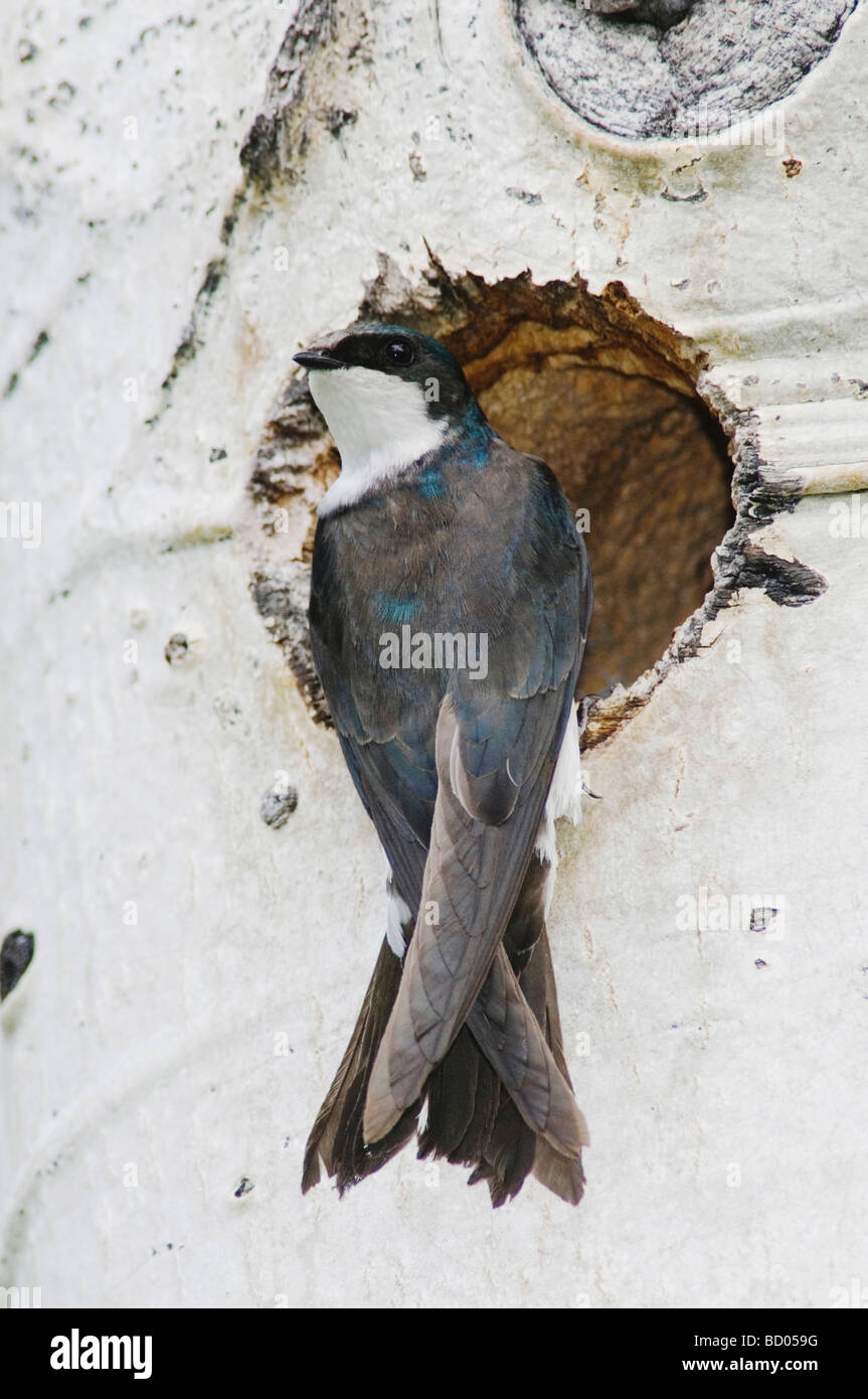 Tree Swallow Tachycineta bicolor adult female at nesting cavity in ...