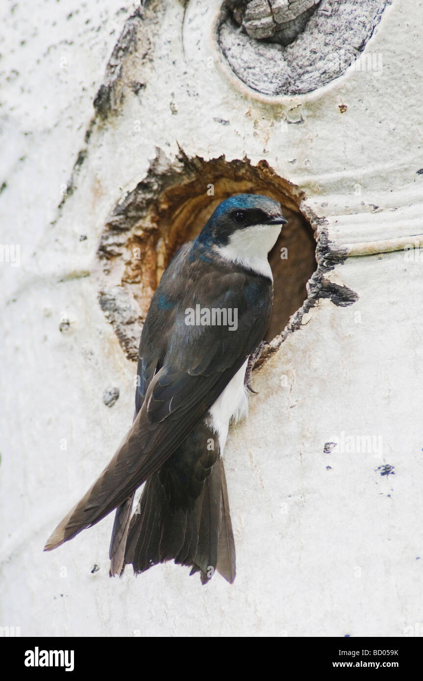 Tree Swallow Tachycineta bicolor adult female at nesting cavity in ...