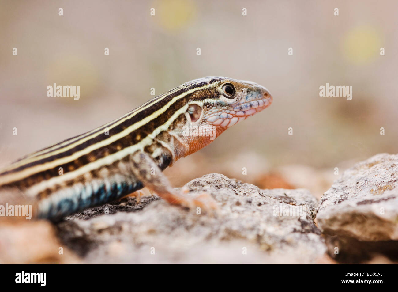 Texas Spotted Whiptail Cnemidophorus gularis adult Uvalde County Hill ...