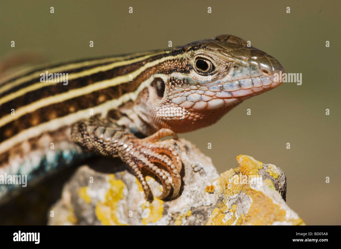 Texas spotted whiptail lizard hi-res stock photography and images - Alamy