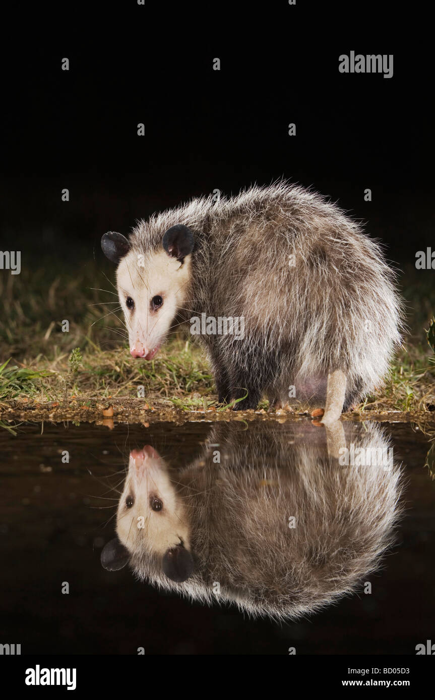 Female opossum hi-res stock photography and images - Alamy