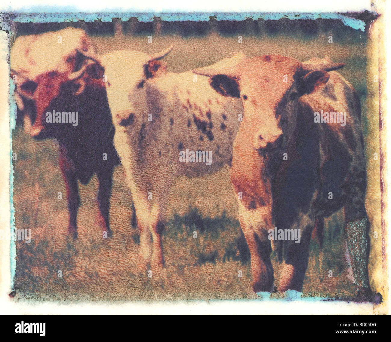 Guernsey bull hi-res stock photography and images - Alamy