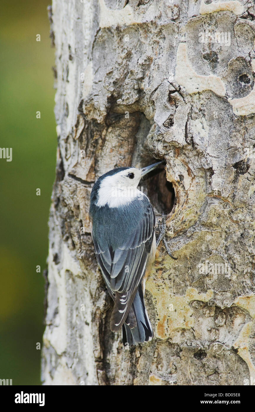 White breasted Nuthatch Sitta carolinensis adult female at nesting ...