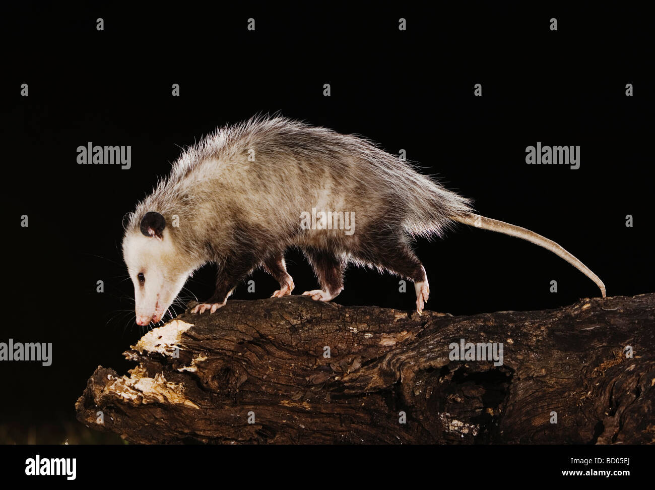Virginia Opossum Didelphis virginiana adult at night on log Uvalde ...