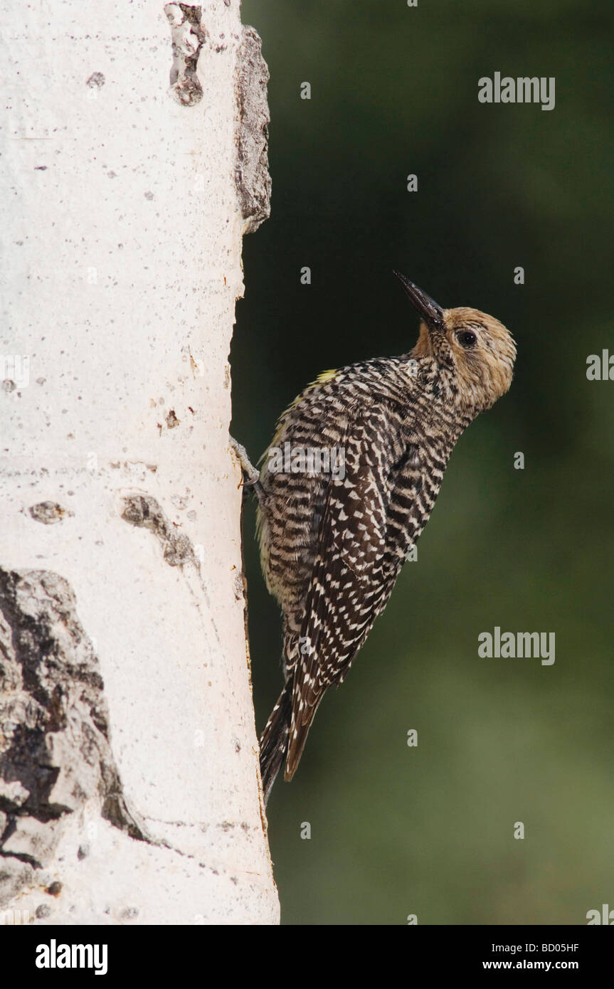 Sapsucker nest High Resolution Stock Photography and Images - Alamy