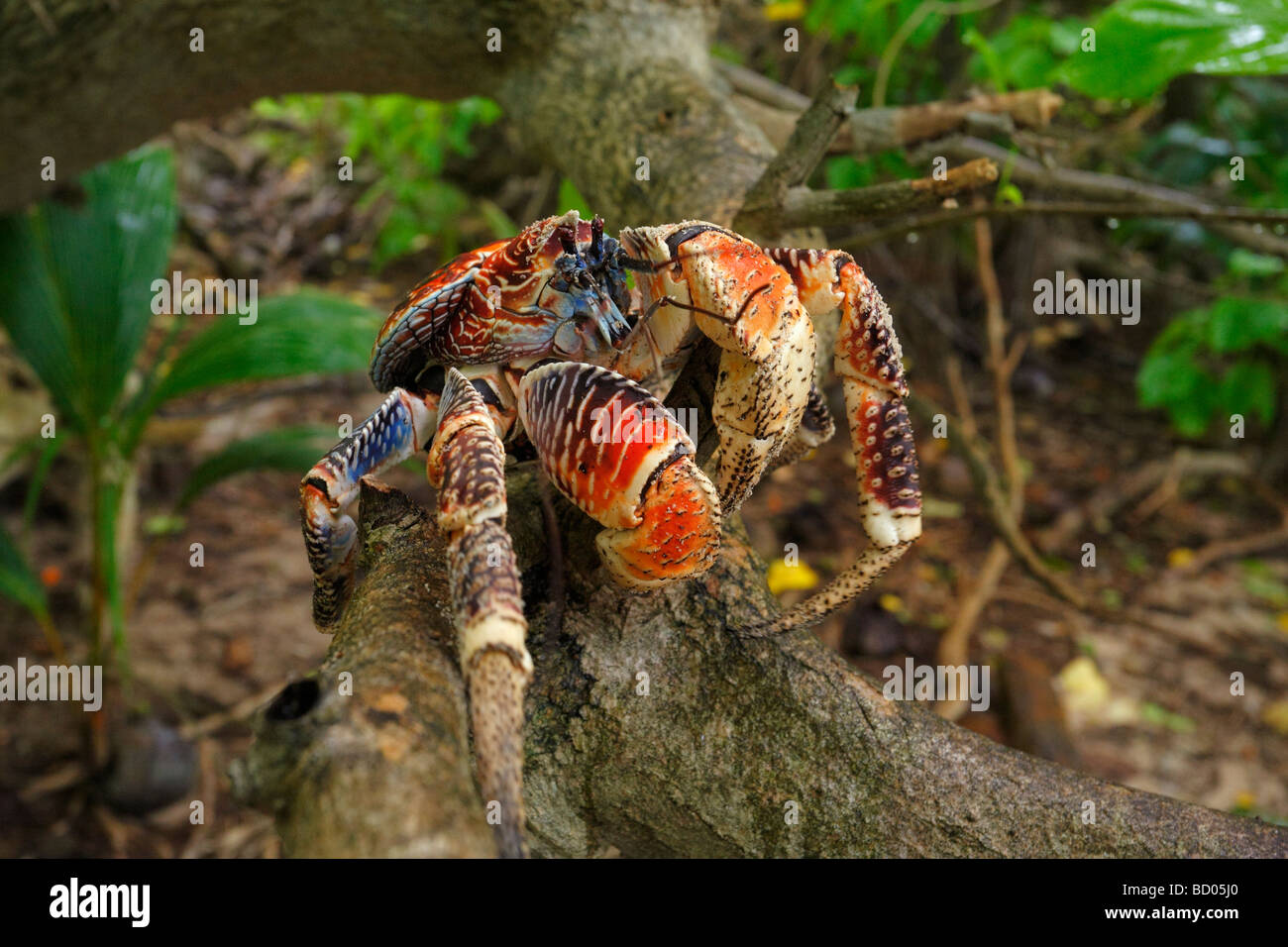 Coconut crab, Fakarava, Tuamotu Archipelago, French Polynesia Stock ...