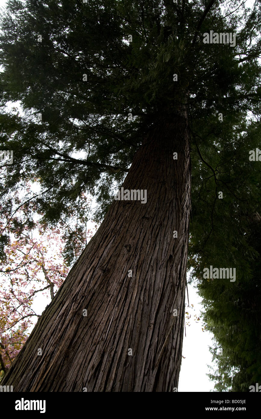 Japanese redwood hi-res stock photography and images - Alamy