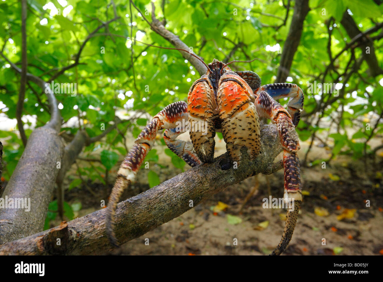 Coconut crab, Fakarava, Tuamotu Archipelago, French Polynesia Stock ...