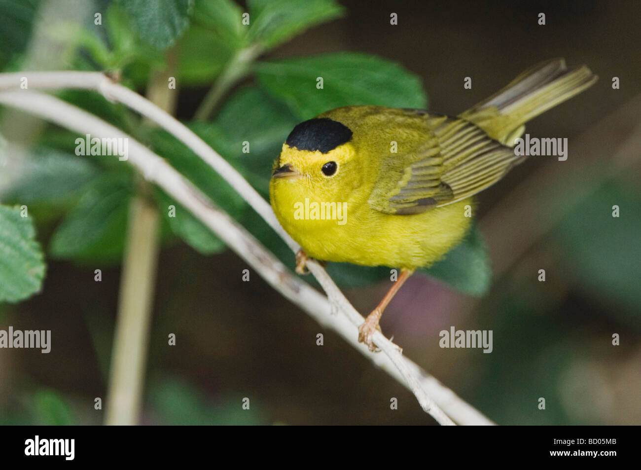 Wilson S Warbler Wilsonia Pusilla Male South Padre Island Texas Usa May