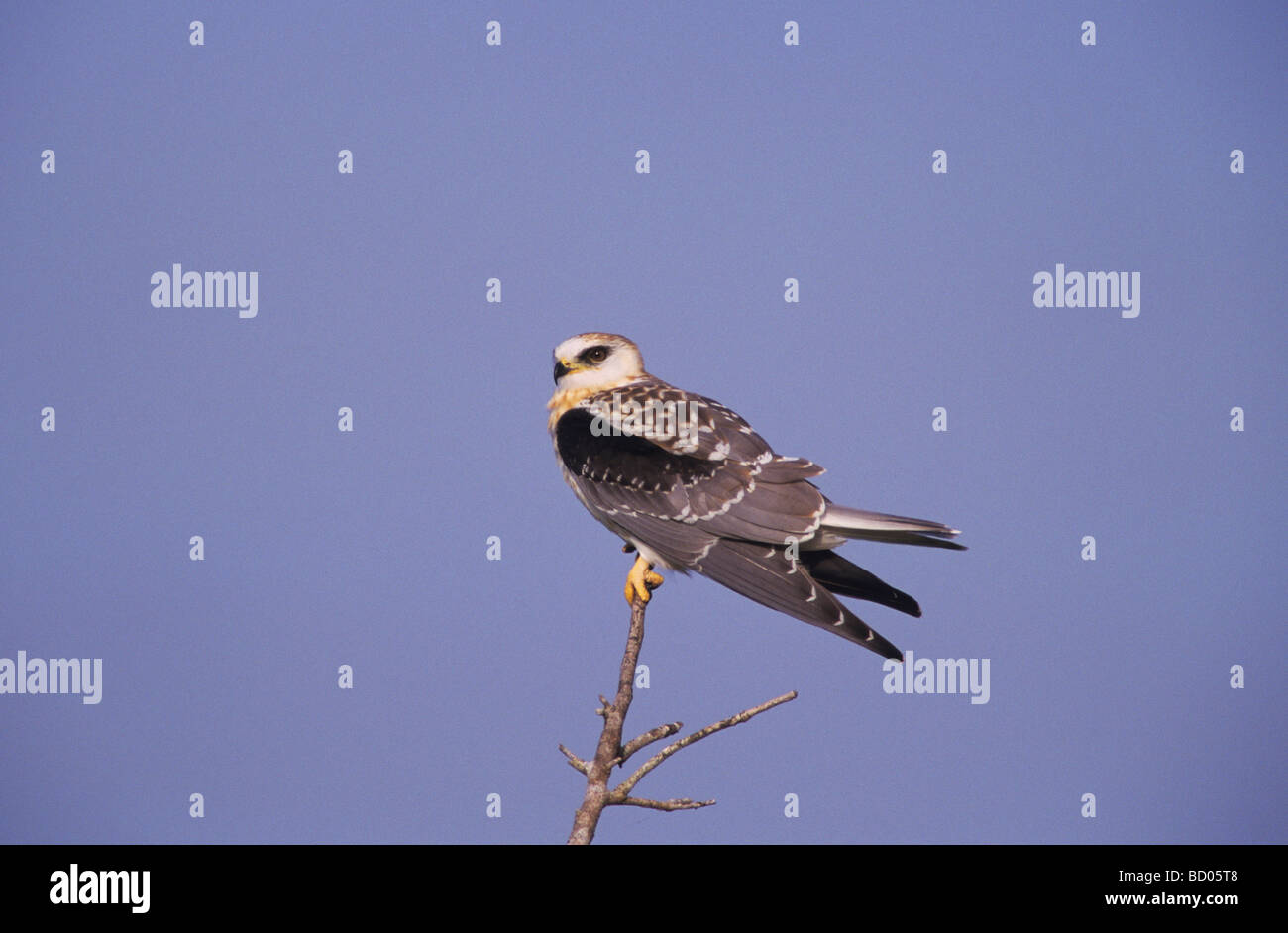 White tailed Kite Elanus leucurus young The Inn at Chachalaca Bend ...
