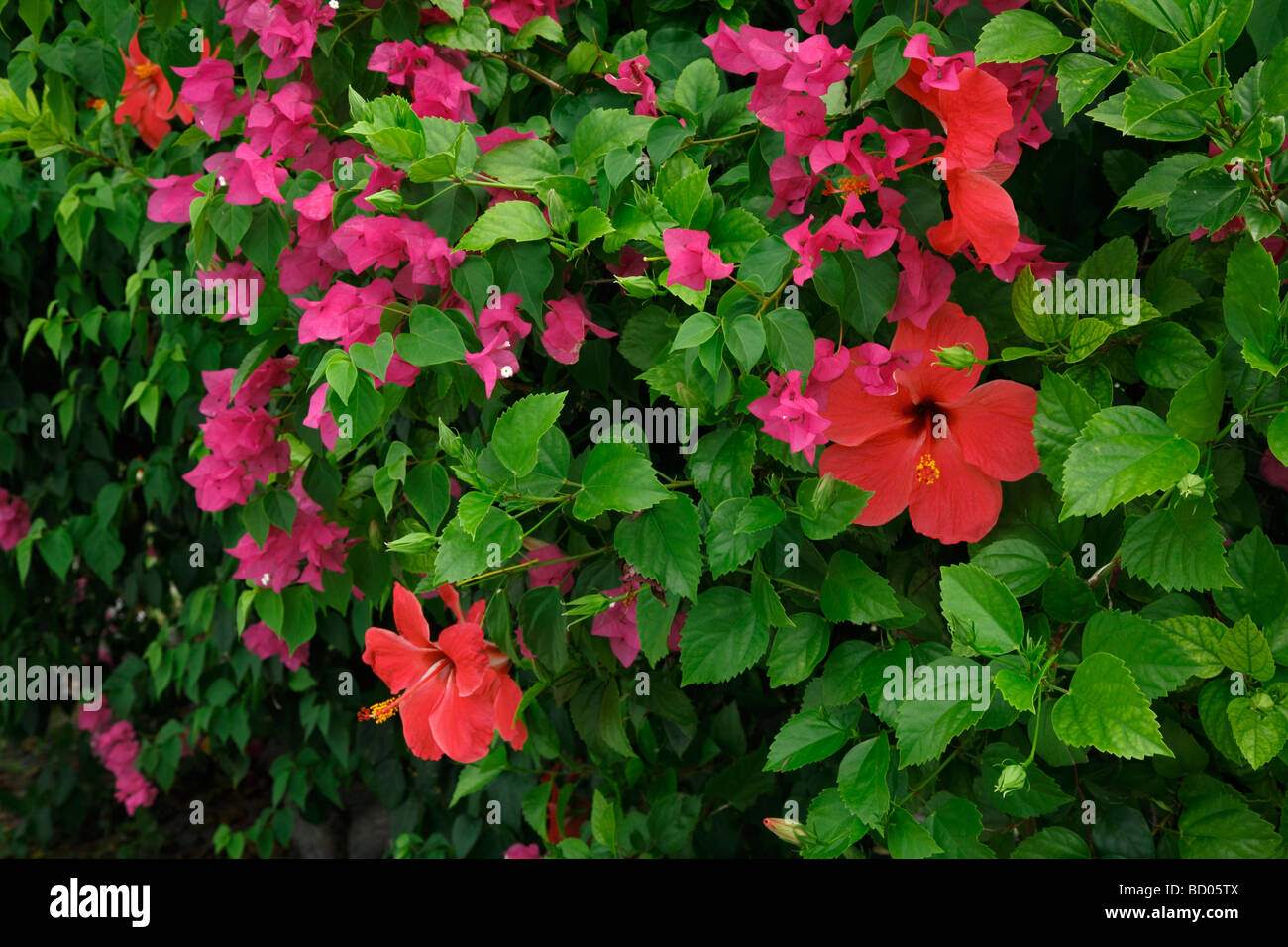 Hibiscus on Rotoava streets, Fakarava, Tuamotu Archipelago, French ...