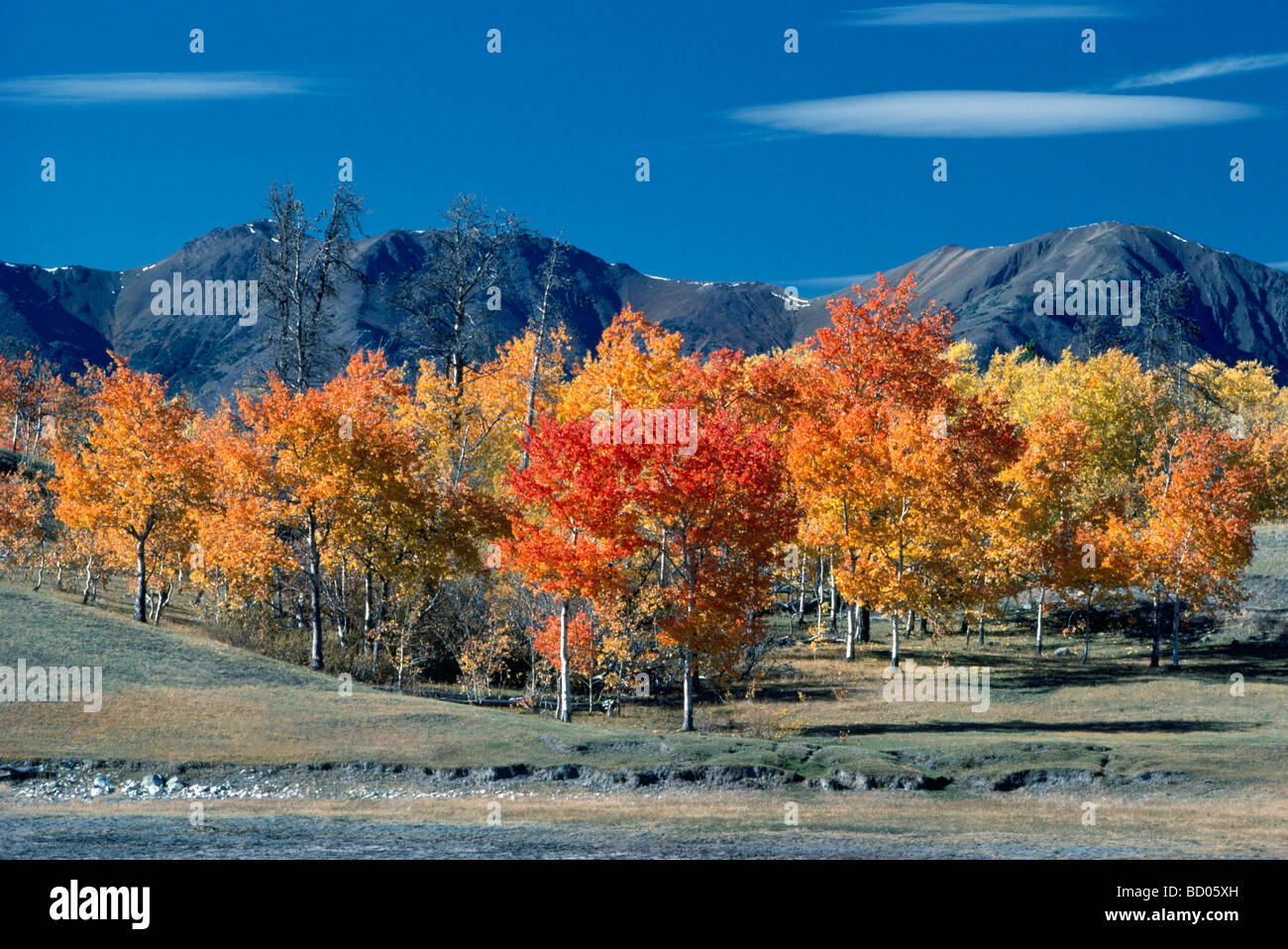 Trembling Aspen (Populus tremuloides) Trees and the Coast Mountains in ...