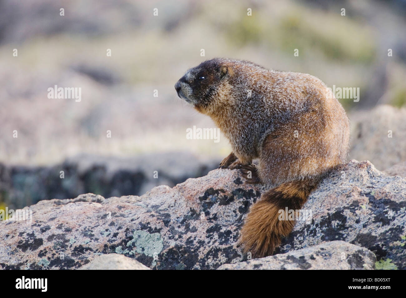 Yellow bellied Marmot Marmota flaviventris adult on rock boulder Rocky ...