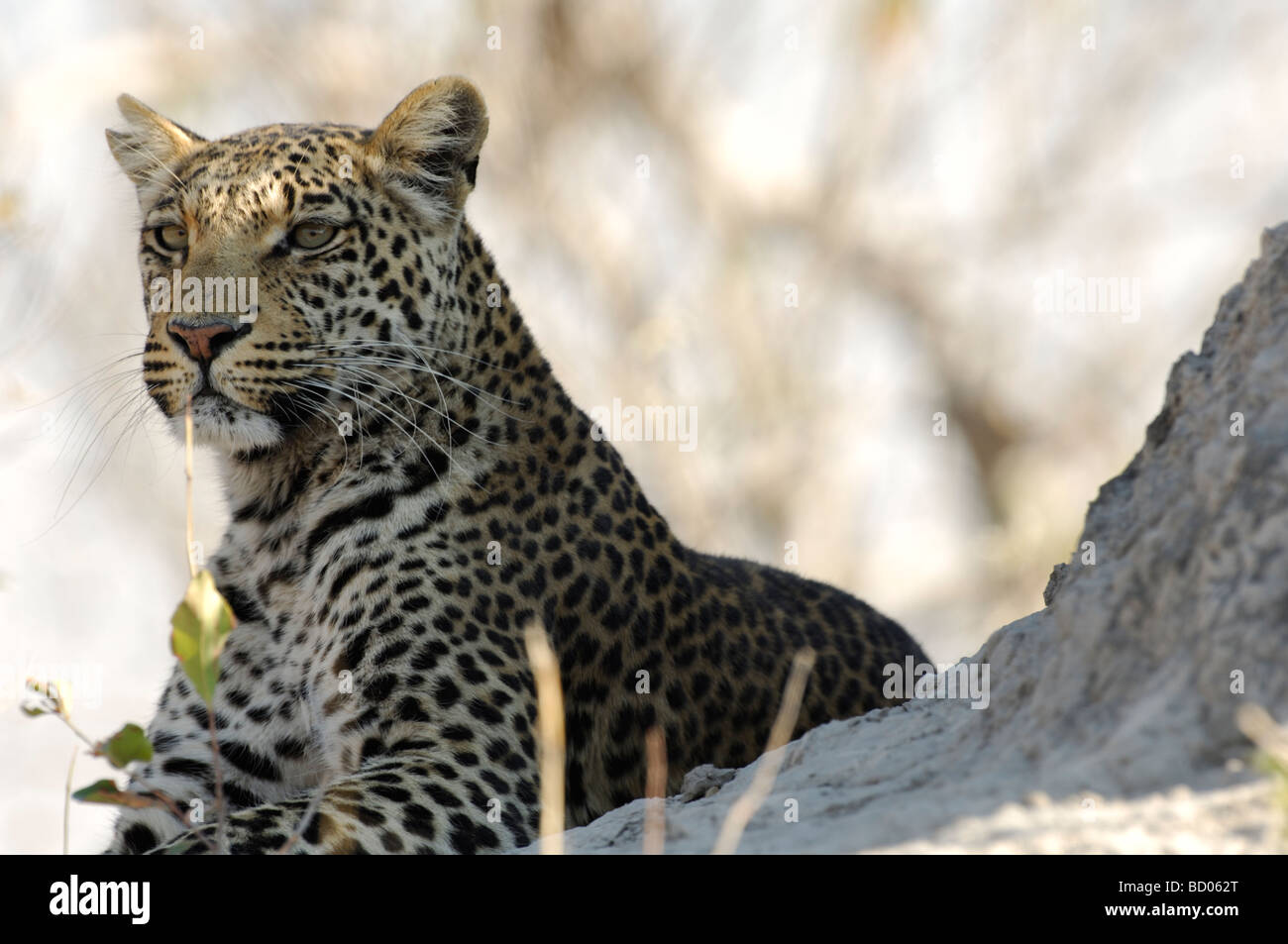 Stock photo of a leopard resting under the shade of a tree, Linyanti ...