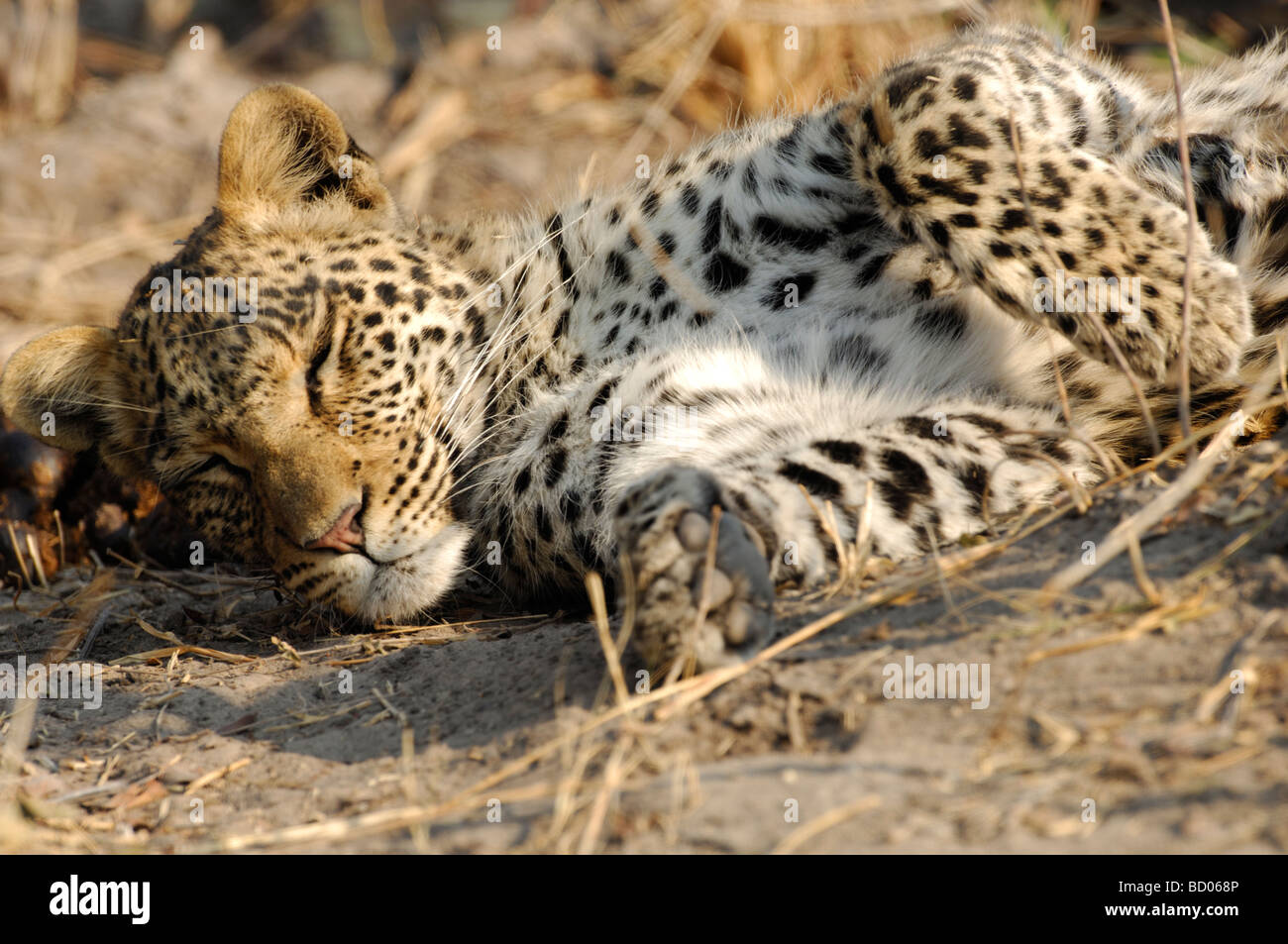 Golden leopards hi-res stock photography and images - Alamy