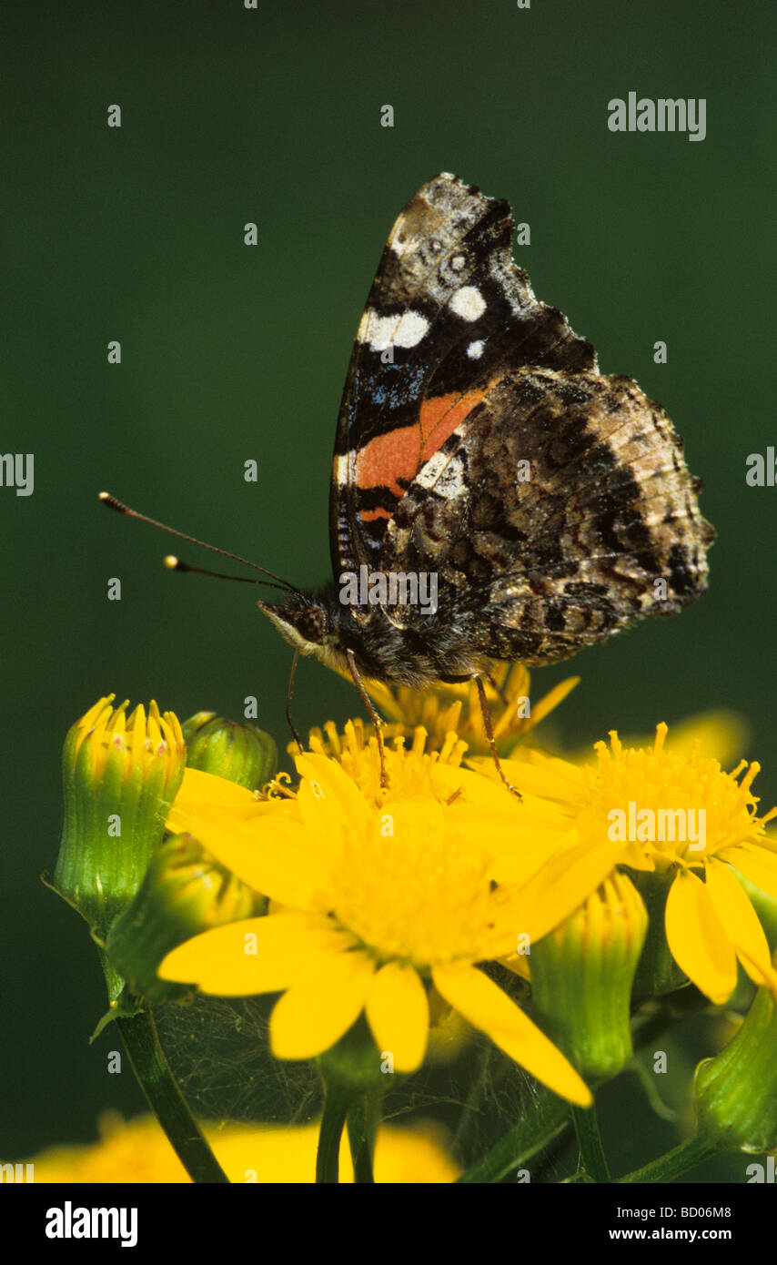 Red Admiral Vanessa atalanta adult on Texas Squaw Weed Senecio ...