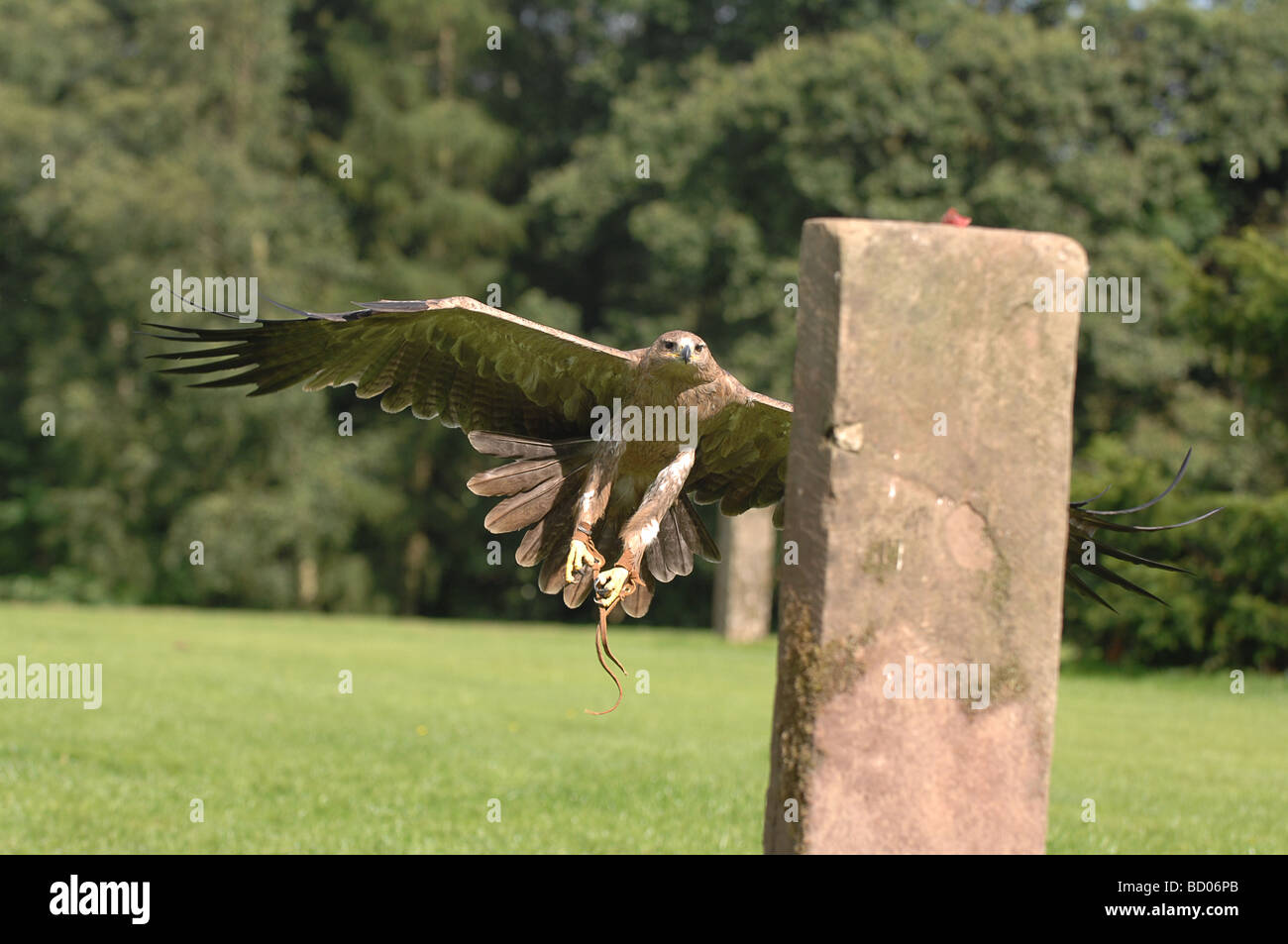 Indian raptor hi-res stock photography and images - Alamy