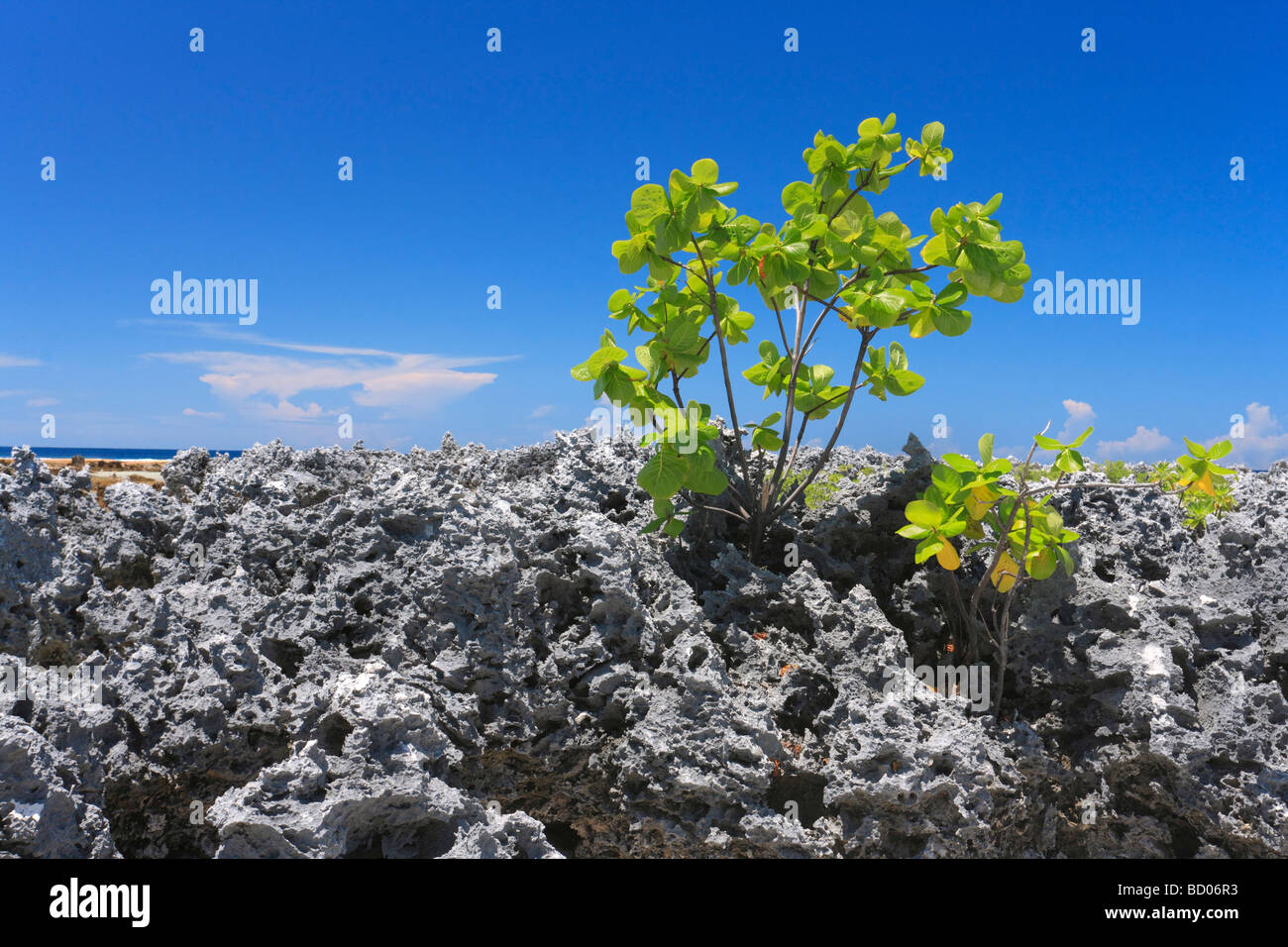 Reef rocks in Rangiroa, Tuamotu Archipelago, French Polynesia Stock ...
