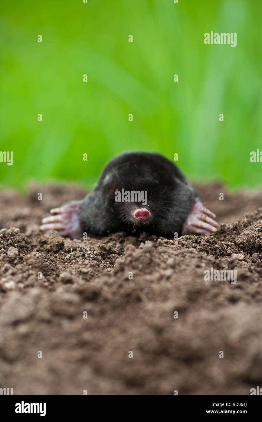 Mole paw hi-res stock photography and images - Alamy