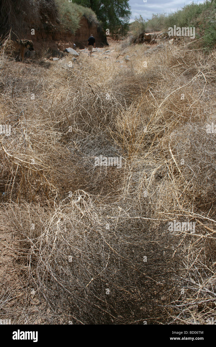 Tumbleweed blowing hi-res stock photography and images - Alamy