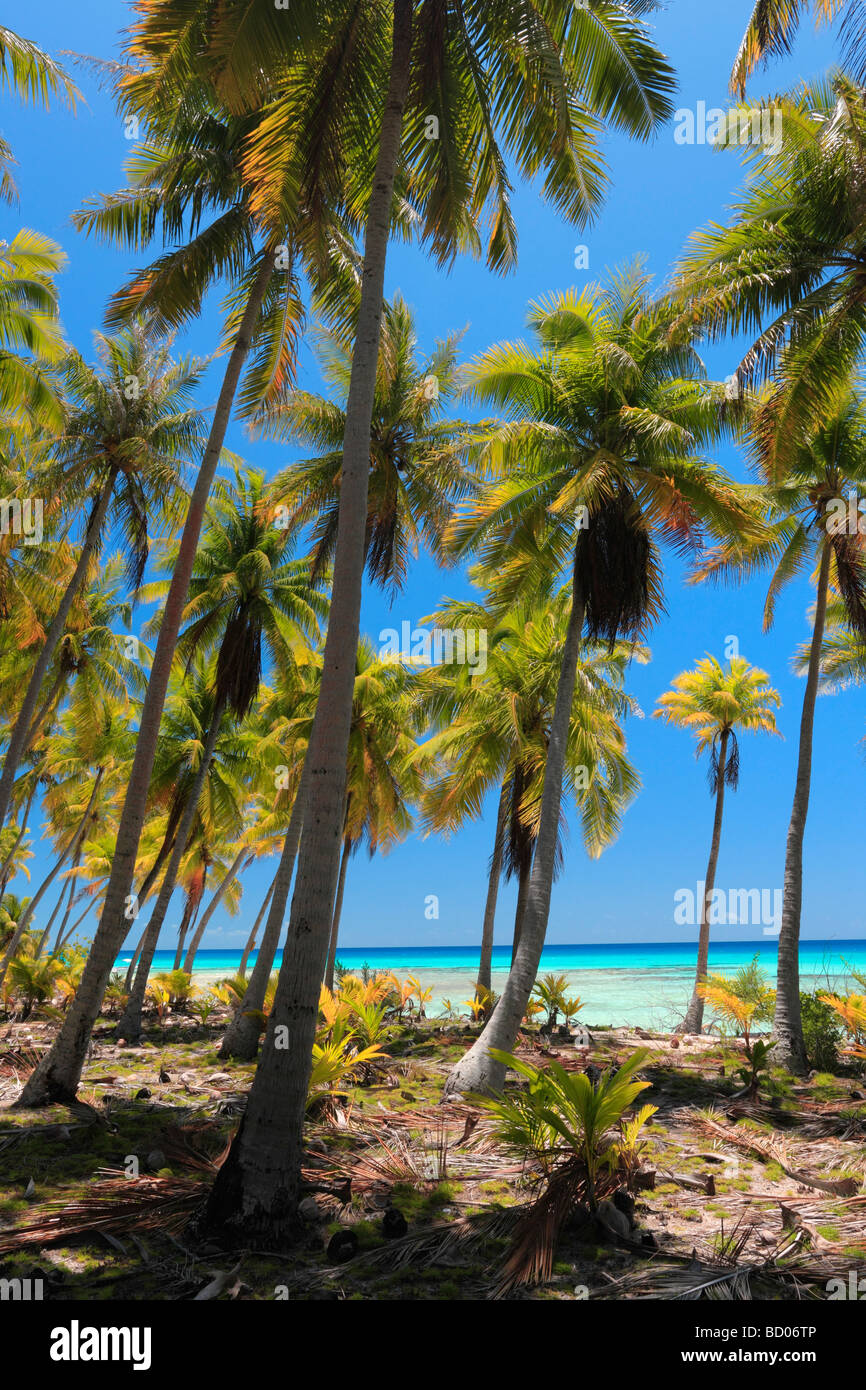 Coconut palm trees in Rangiroa, Tuamotu Archipelago, French Polynesia ...