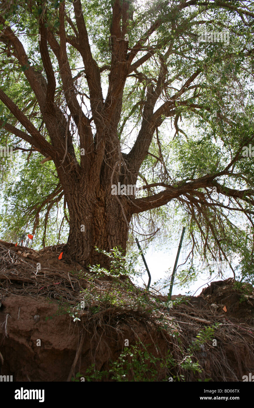 Tree roots underground hi-res stock photography and images - Alamy