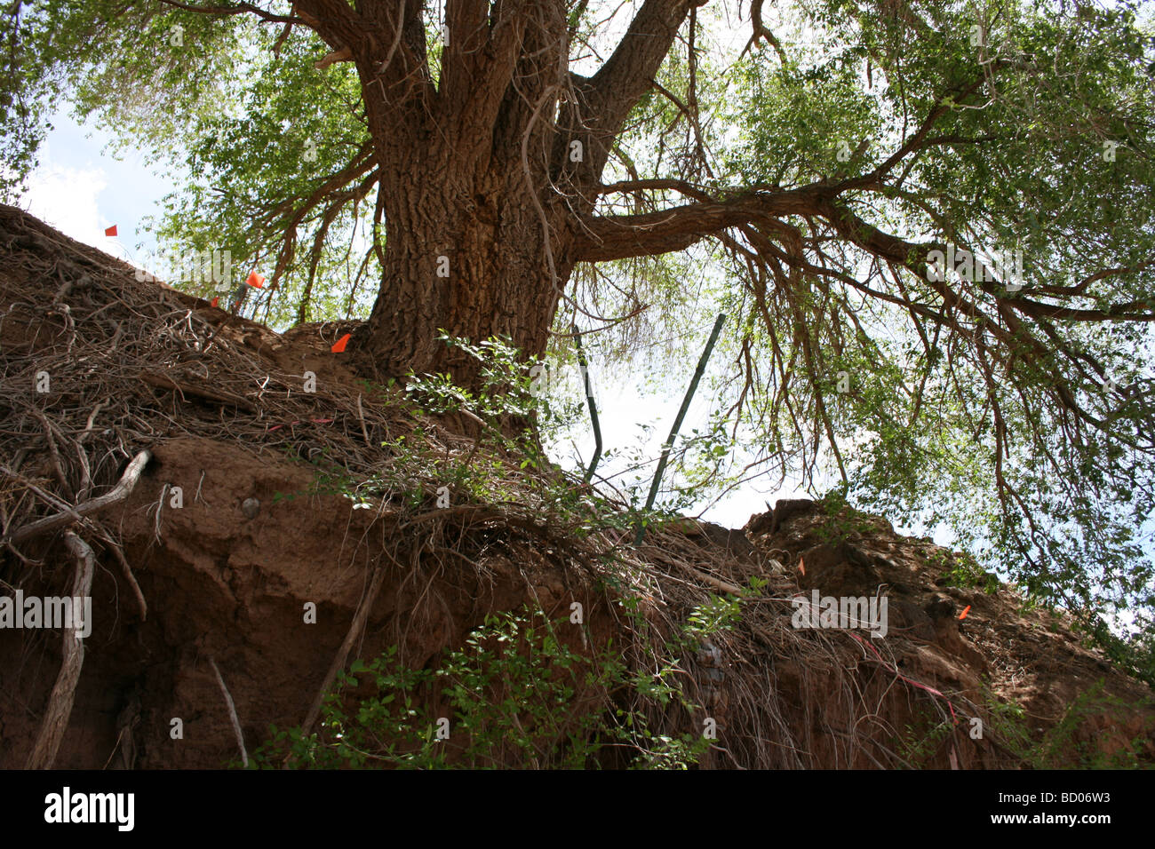 Growing under tree hi-res stock photography and images - Alamy