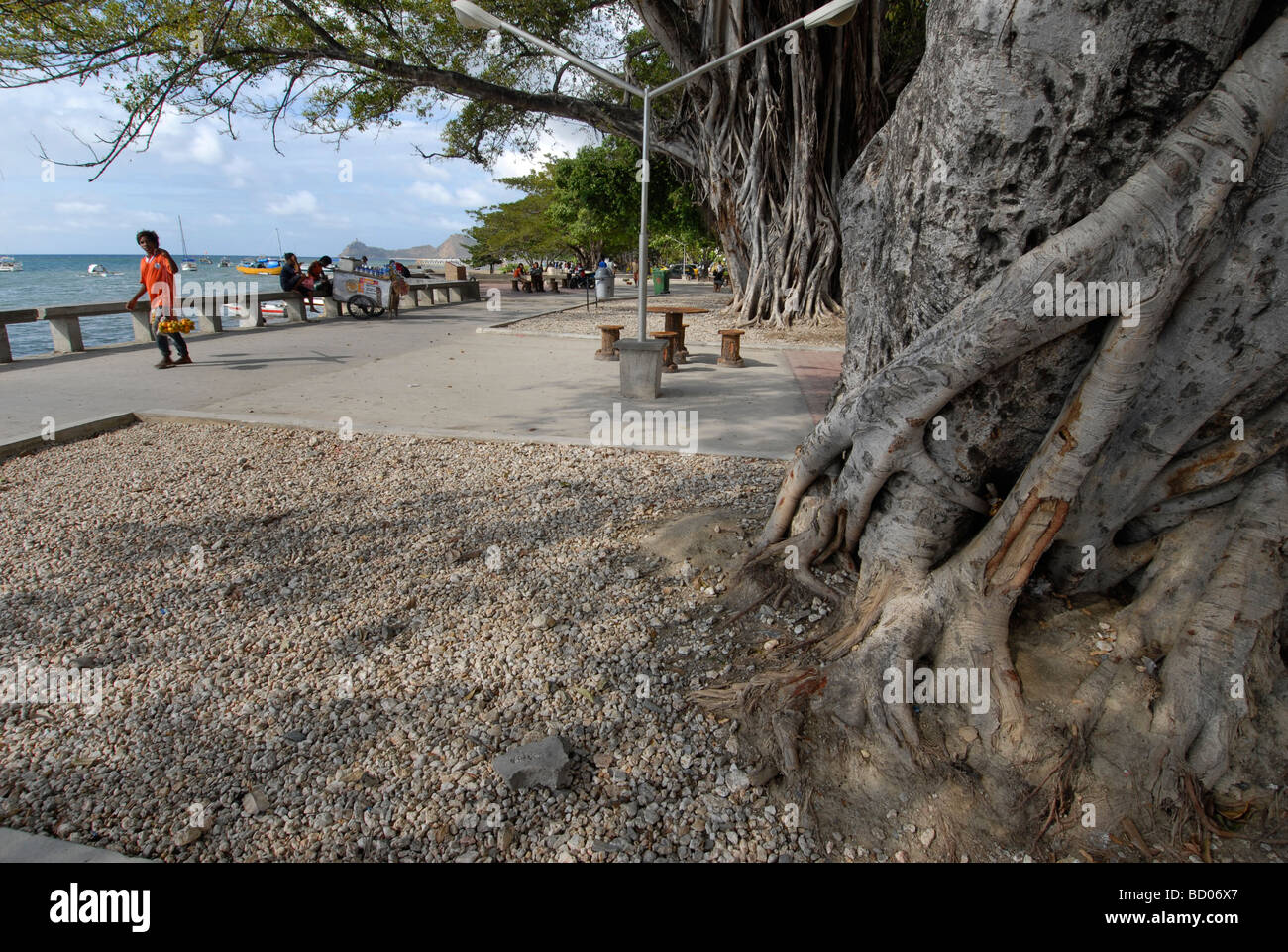 Banyan trees line the renovated seafront in Dili Timor Leste Stock ...