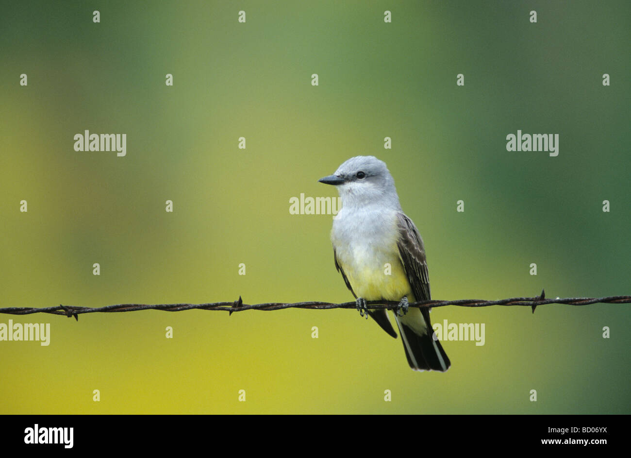 Western Kingbird Tyrannus verticalis adult Enchanted Rock State Natural ...