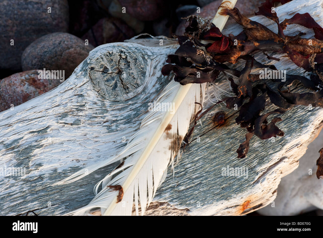 Driftwood feather and seaweed Stock Photo - Alamy