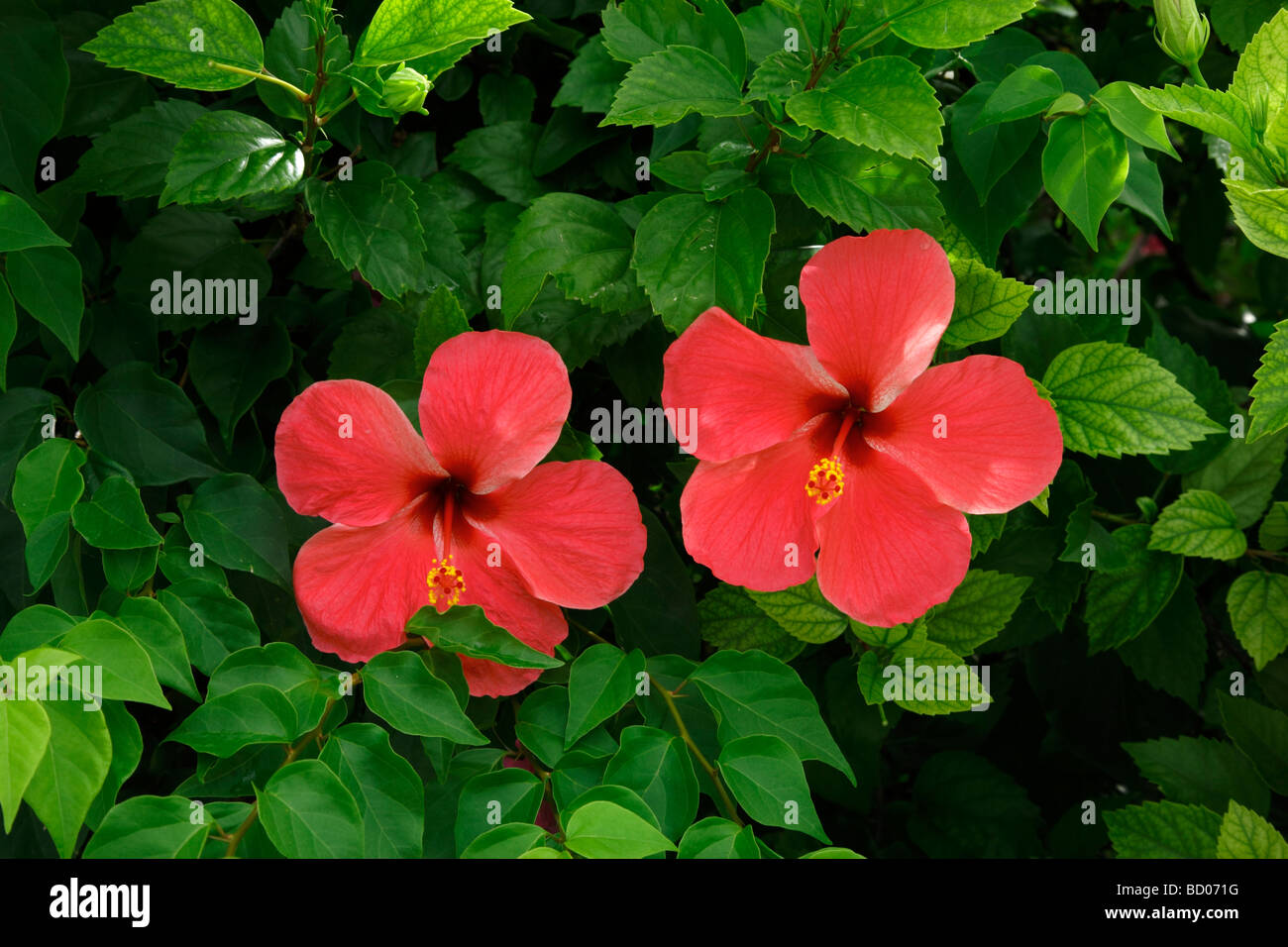Hibiscus on Rotoava streets, Fakarava, Tuamotu Archipelago, French ...