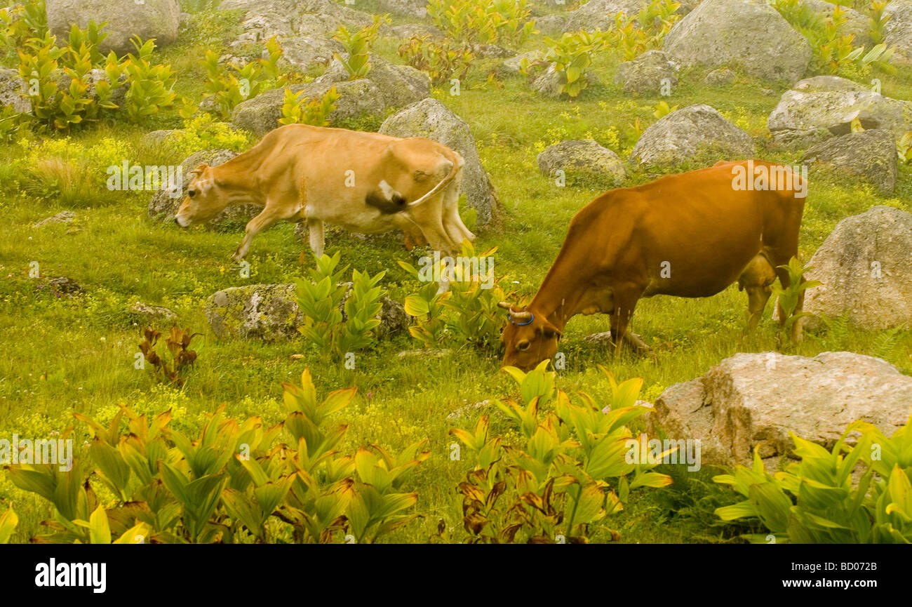 Cows in the Kachkar park at east Turkey Stock Photo - Alamy