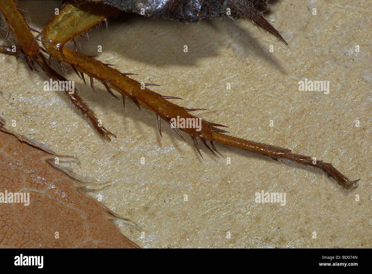 blattidae / leg of cockroach Stock Photo - Alamy