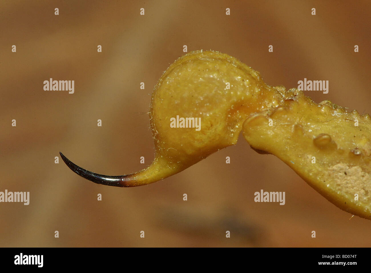 Scorpiones hi-res stock photography and images - Alamy