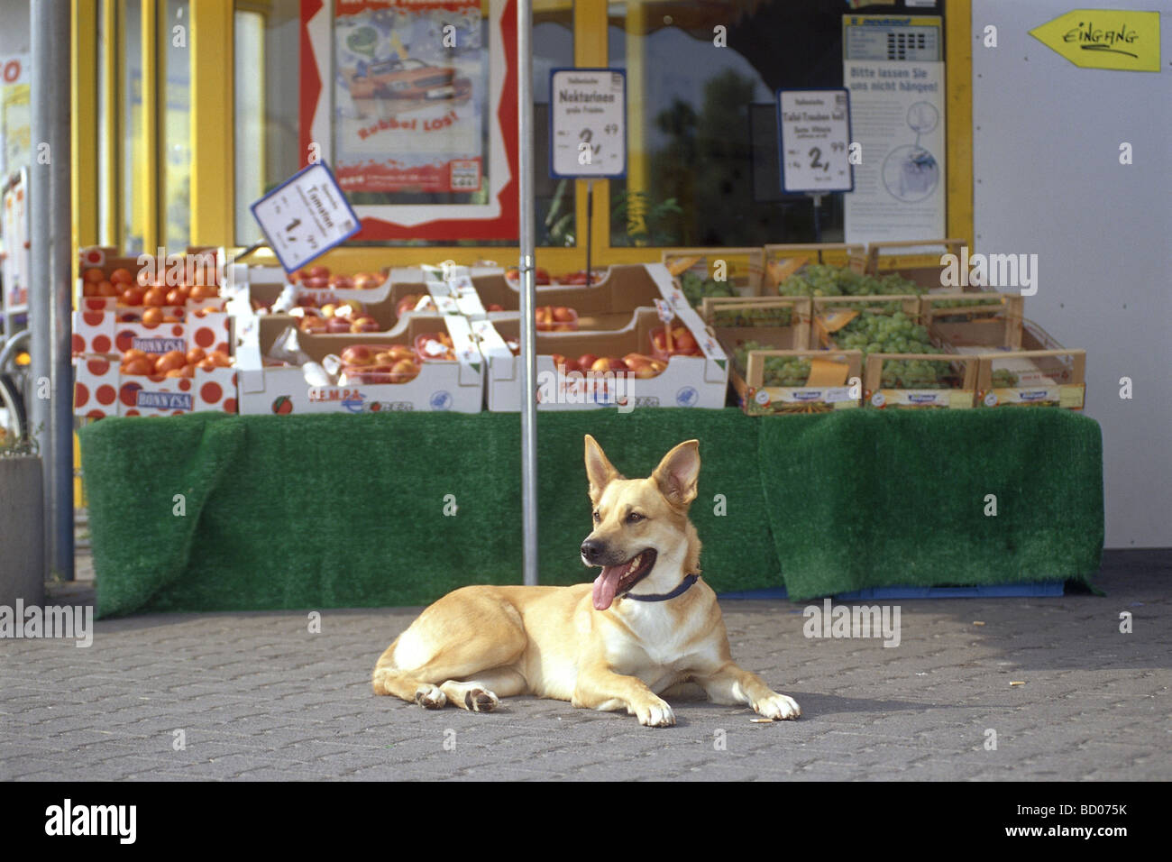 A dog waits outside a greengrocer's shop Stock Photo - Alamy