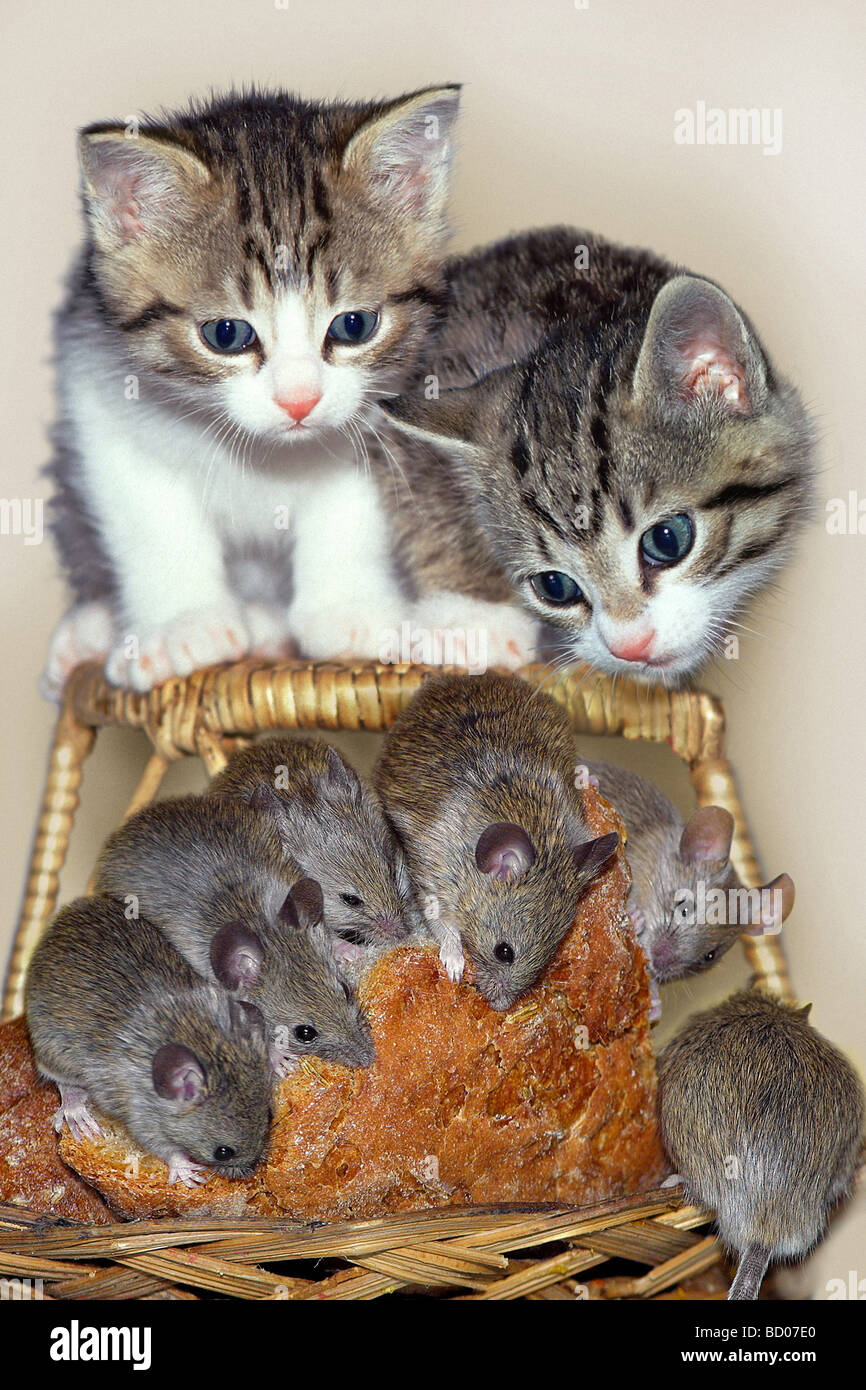 2 kitten with mouse Stock Photo - Alamy