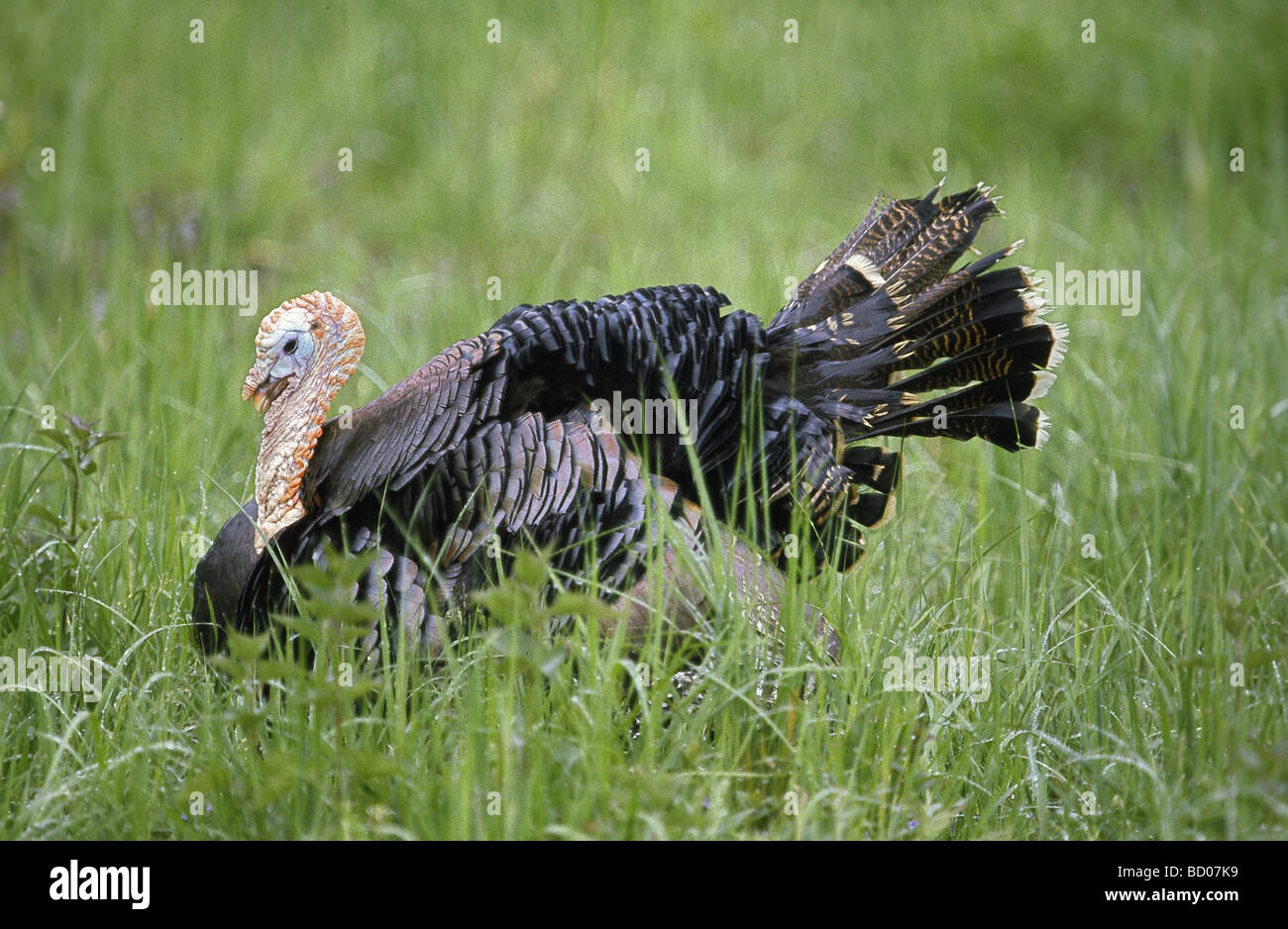 Wild Turkey (Meleagris gallopavo) in a meadow Stock Photo - Alamy