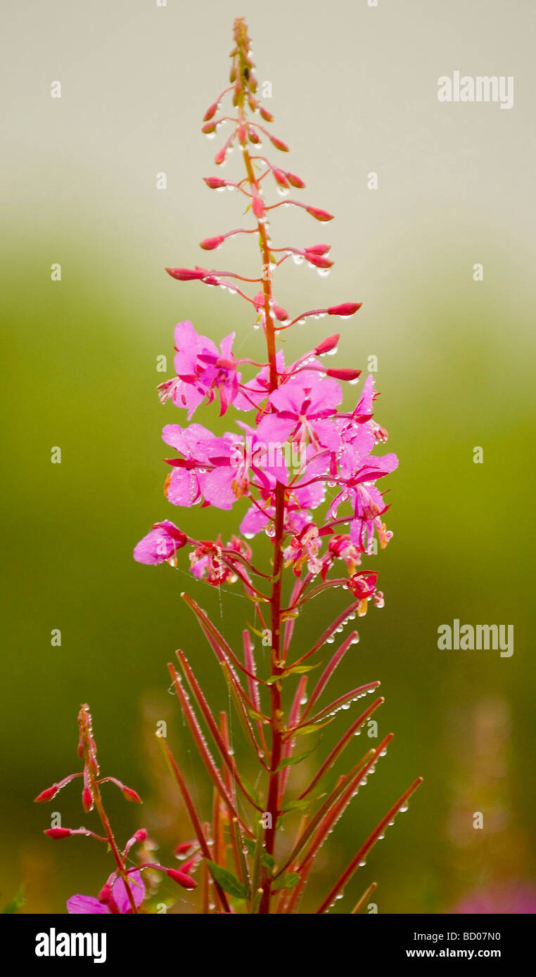 Flower in the Kachkar park in east Turkey Stock Photo - Alamy