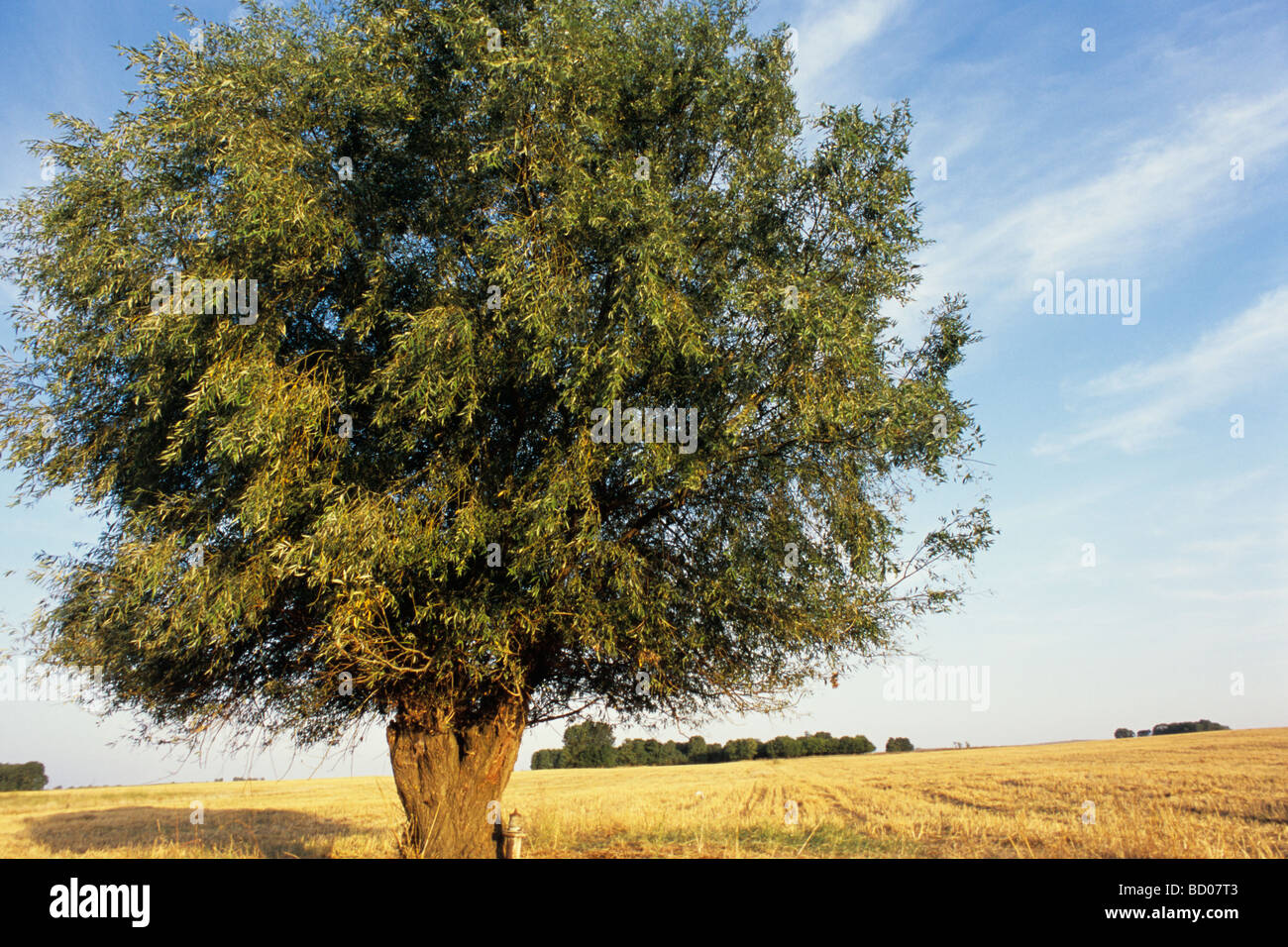 Single wheat plants hi-res stock photography and images - Alamy