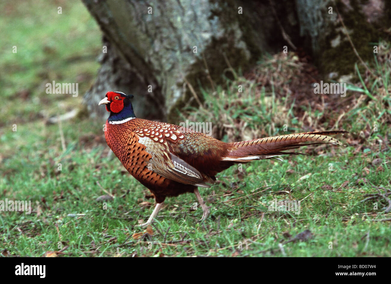 phasianus colchicus / pheasant - male Stock Photo - Alamy