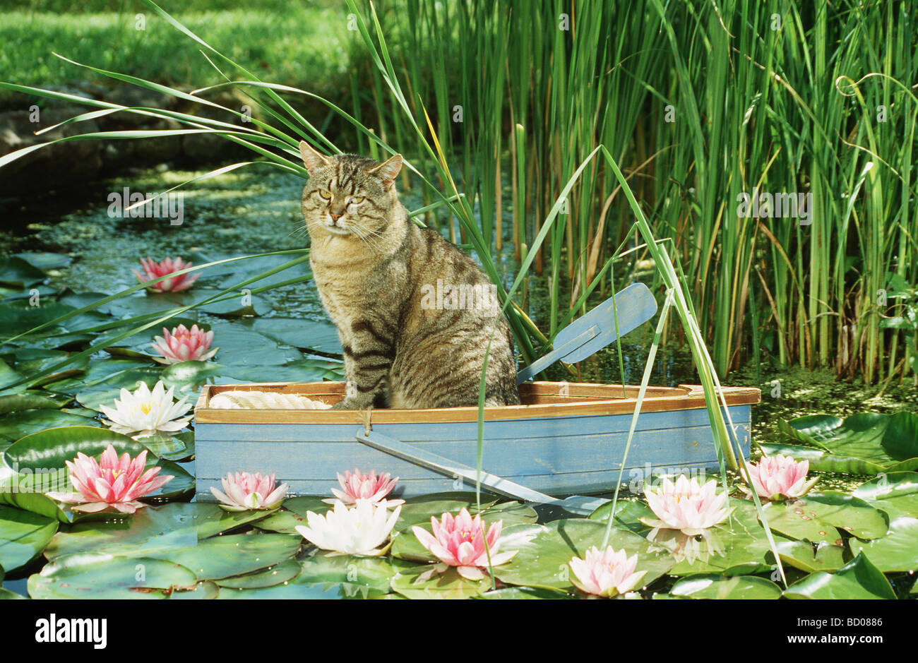 Cat sitting on a boat hi-res stock photography and images - Alamy