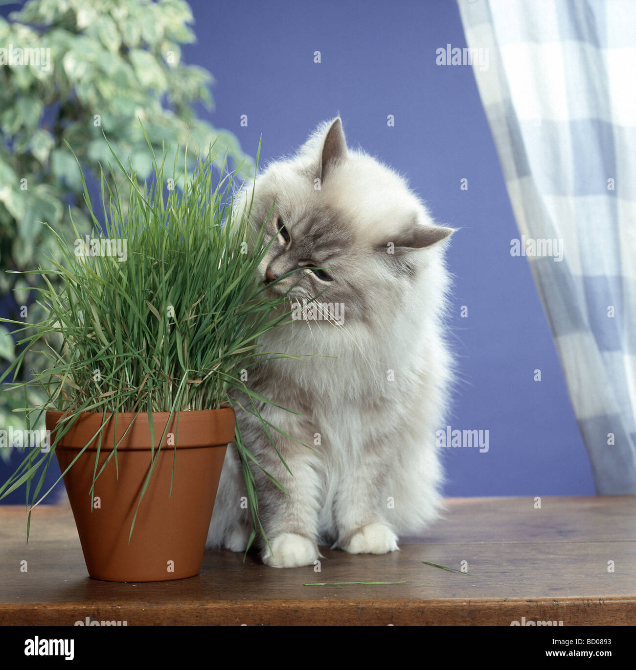 cat at window eating plant / gras Stock Photo - Alamy