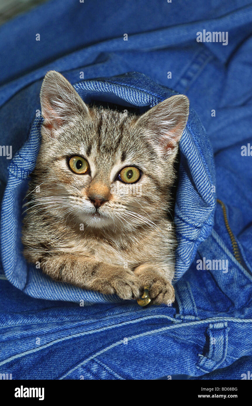 young domestic cat in a jeans Stock Photo - Alamy