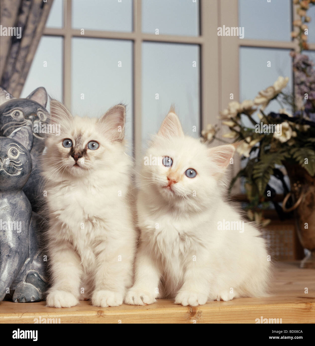 Holy burma cat hi-res stock photography and images - Alamy