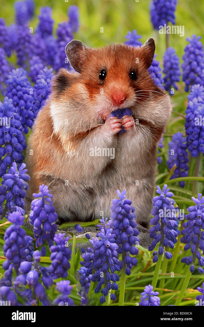 Hamster Eating Grape High Resolution Stock Photography and Images - Alamy